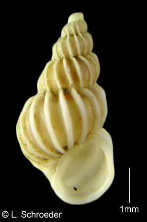 Gastropods - Epitoniidae
